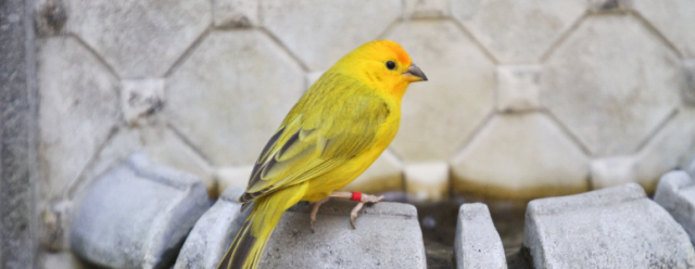 Visit Liberty Park's Tracy Aviary