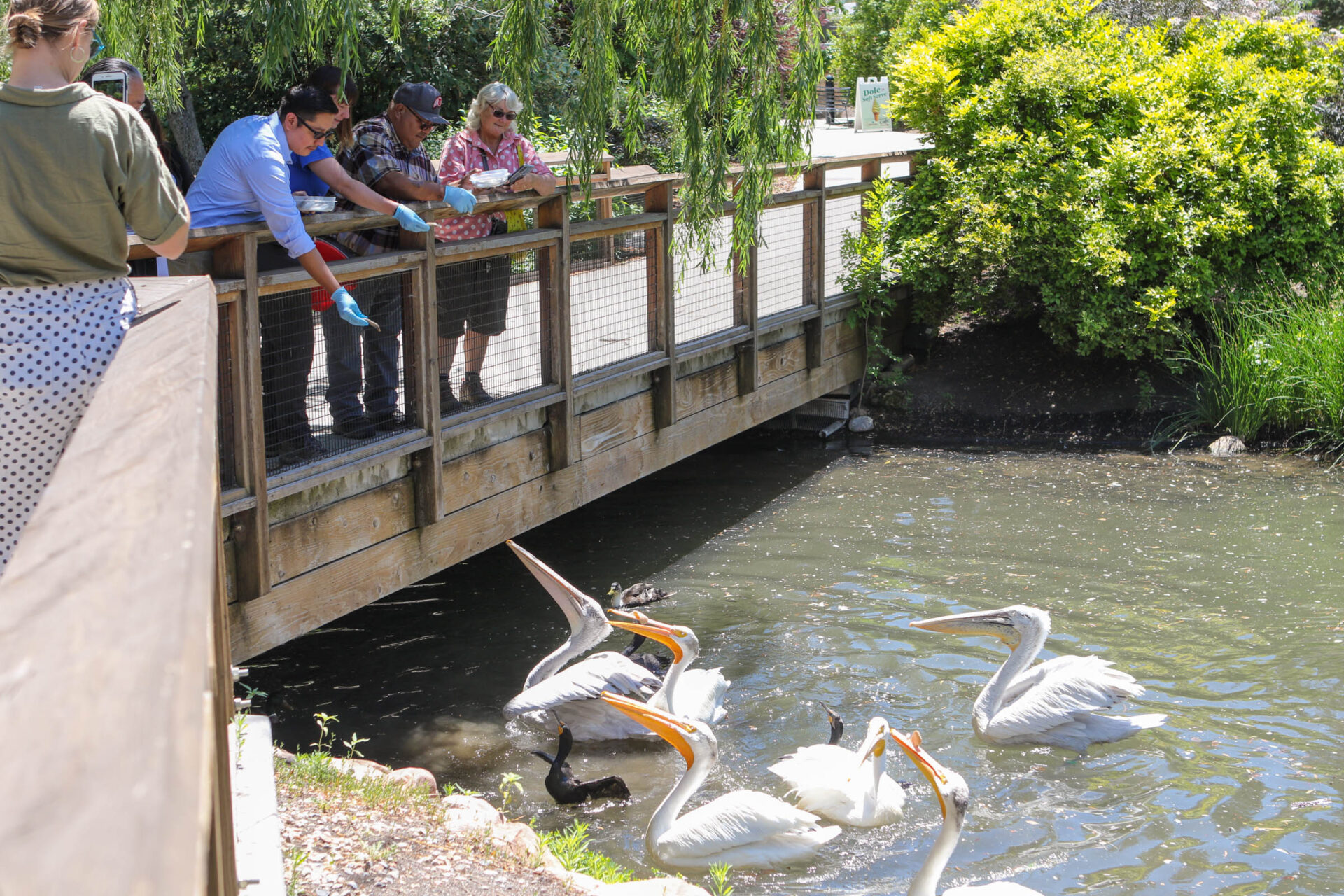 Daily Programs & Activities at Liberty Park's Tracy Aviary
