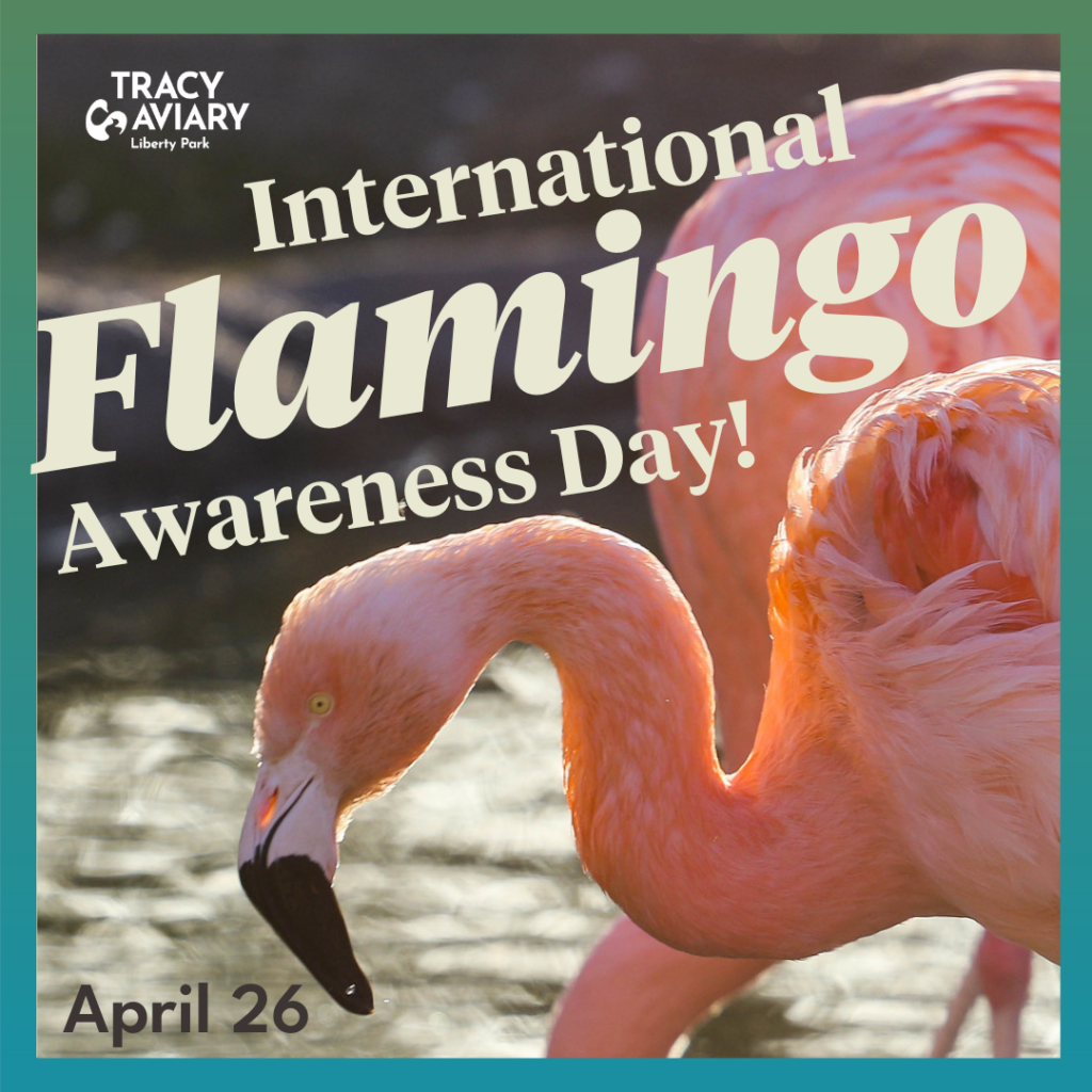 International Flamingo Awareness Day - Liberty Park