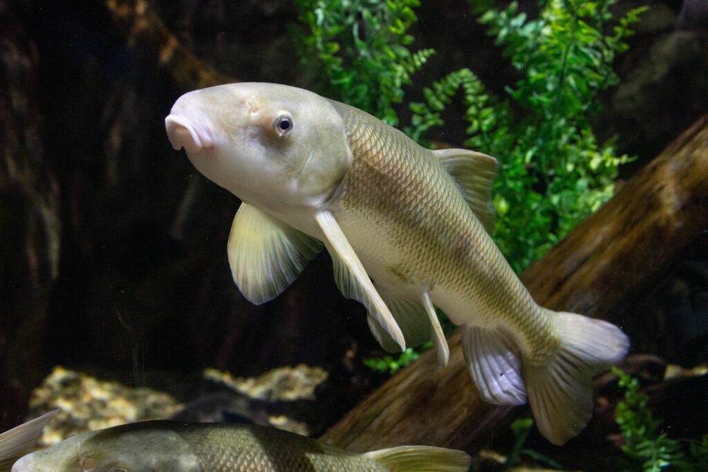 Fish - Tracy Aviary's Nature Center