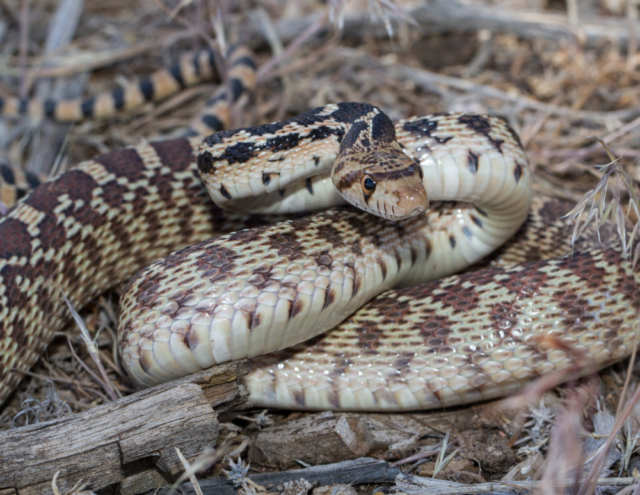 Reptiles and Amphibians - Tracy Aviary's Nature Center