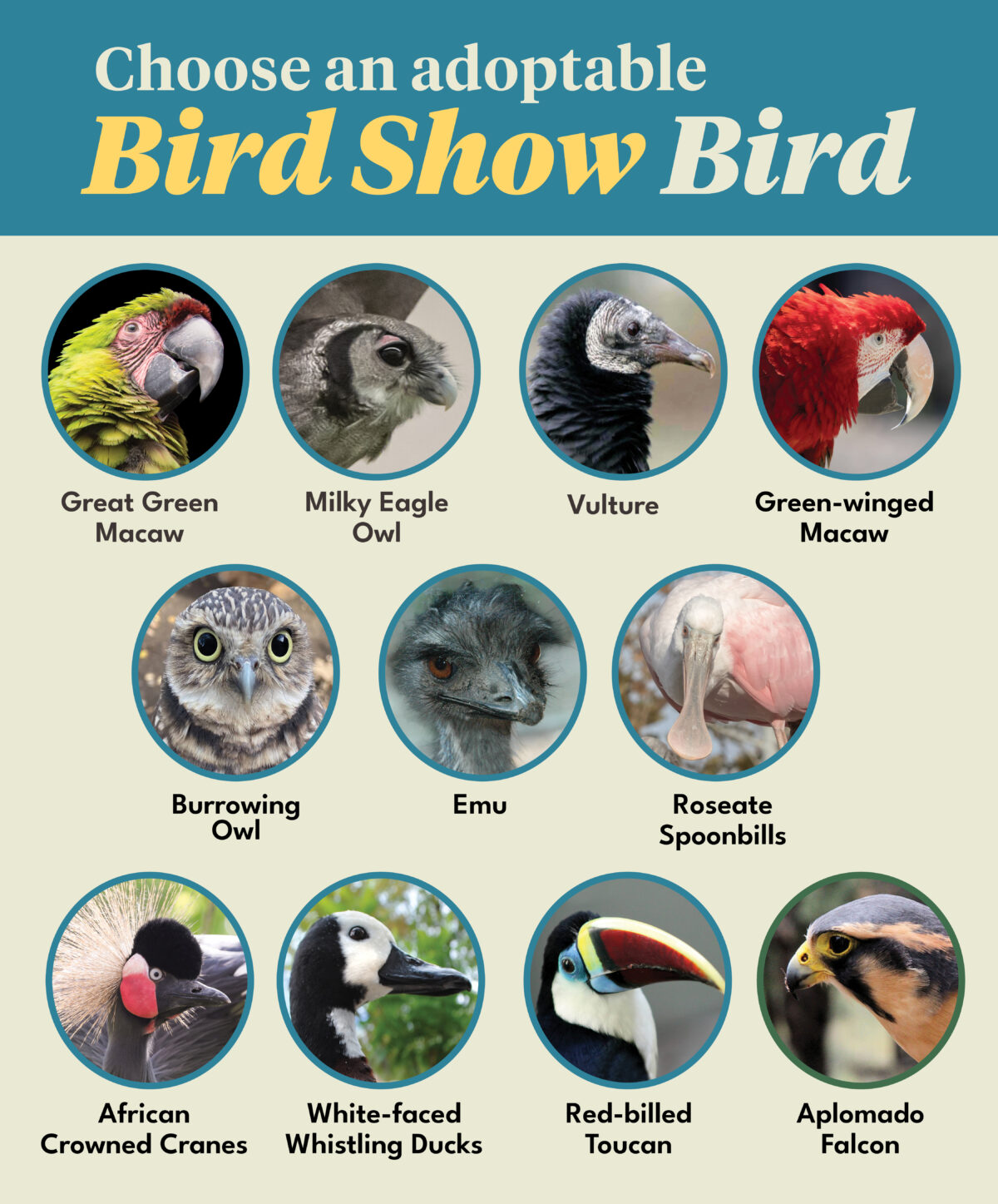 Adopt a Bird - Become a Sponsor of Tracy Aviary