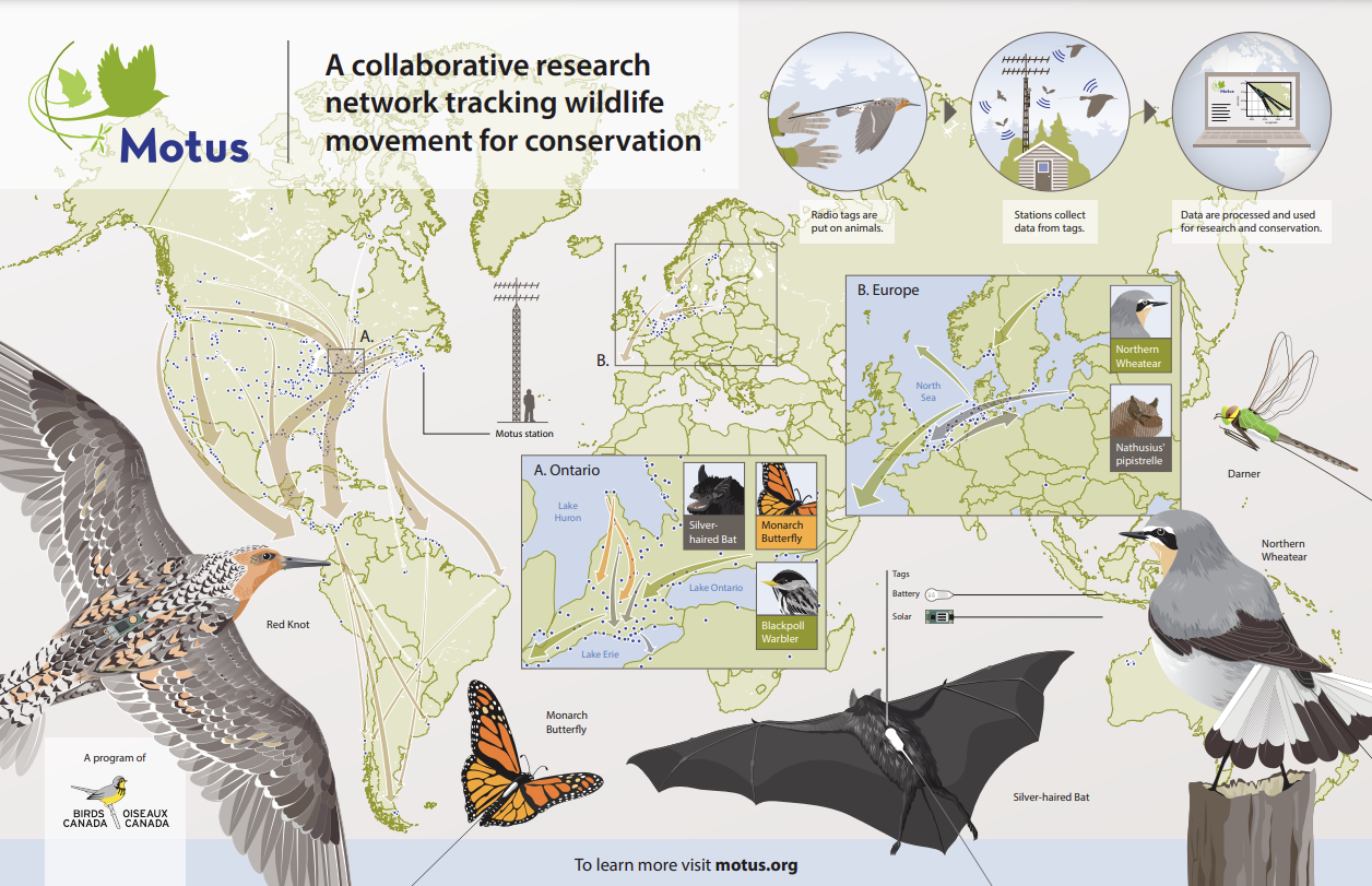 What Can Birds with Backpacks Teach Us About Migration? - Tracy Aviary
