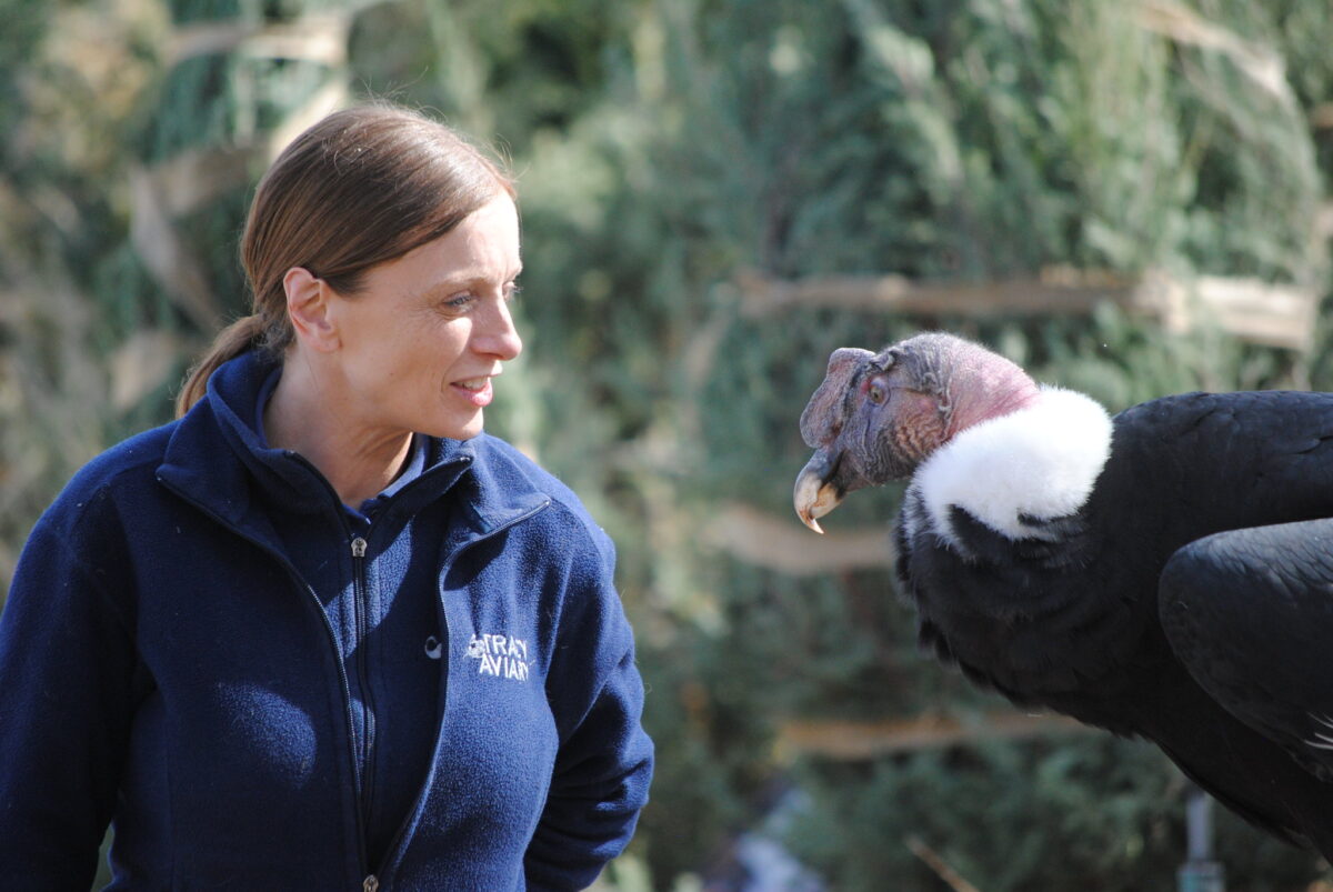 Remembering Andy N Condor - Tracy Aviary