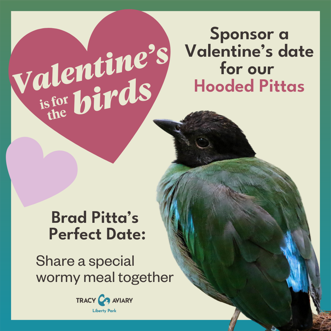 Valentine’s is for the Birds - Tracy Aviary