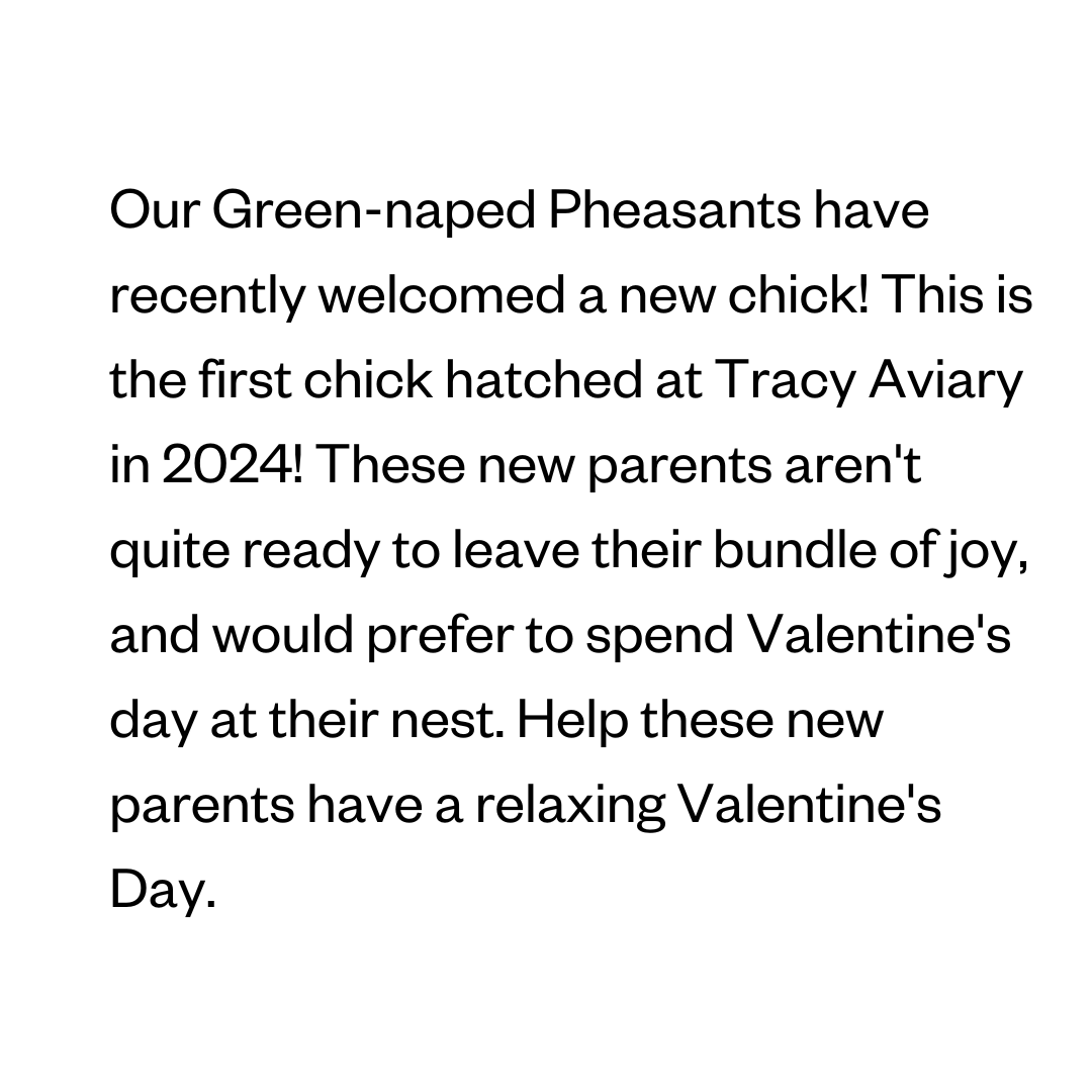 Valentine’s is for the Birds - Tracy Aviary