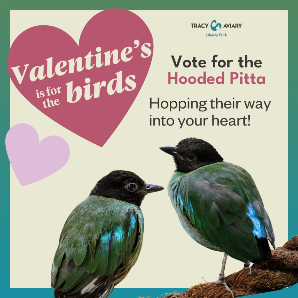 Meet the Couples - Tracy Aviary