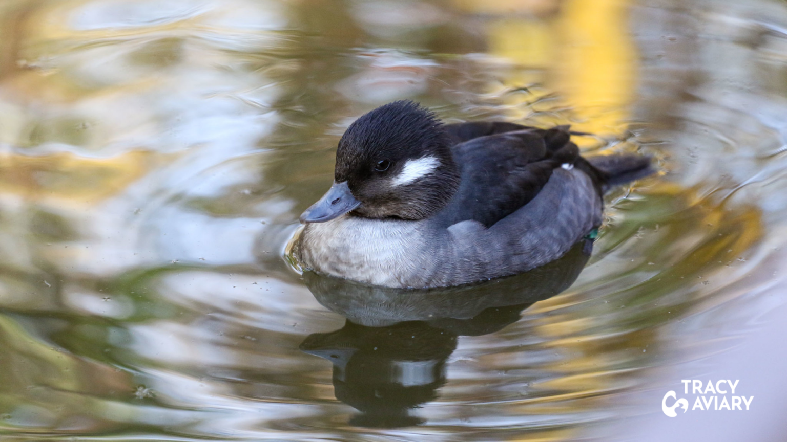 Tracy Aviary Wallpaper - Tracy Aviary