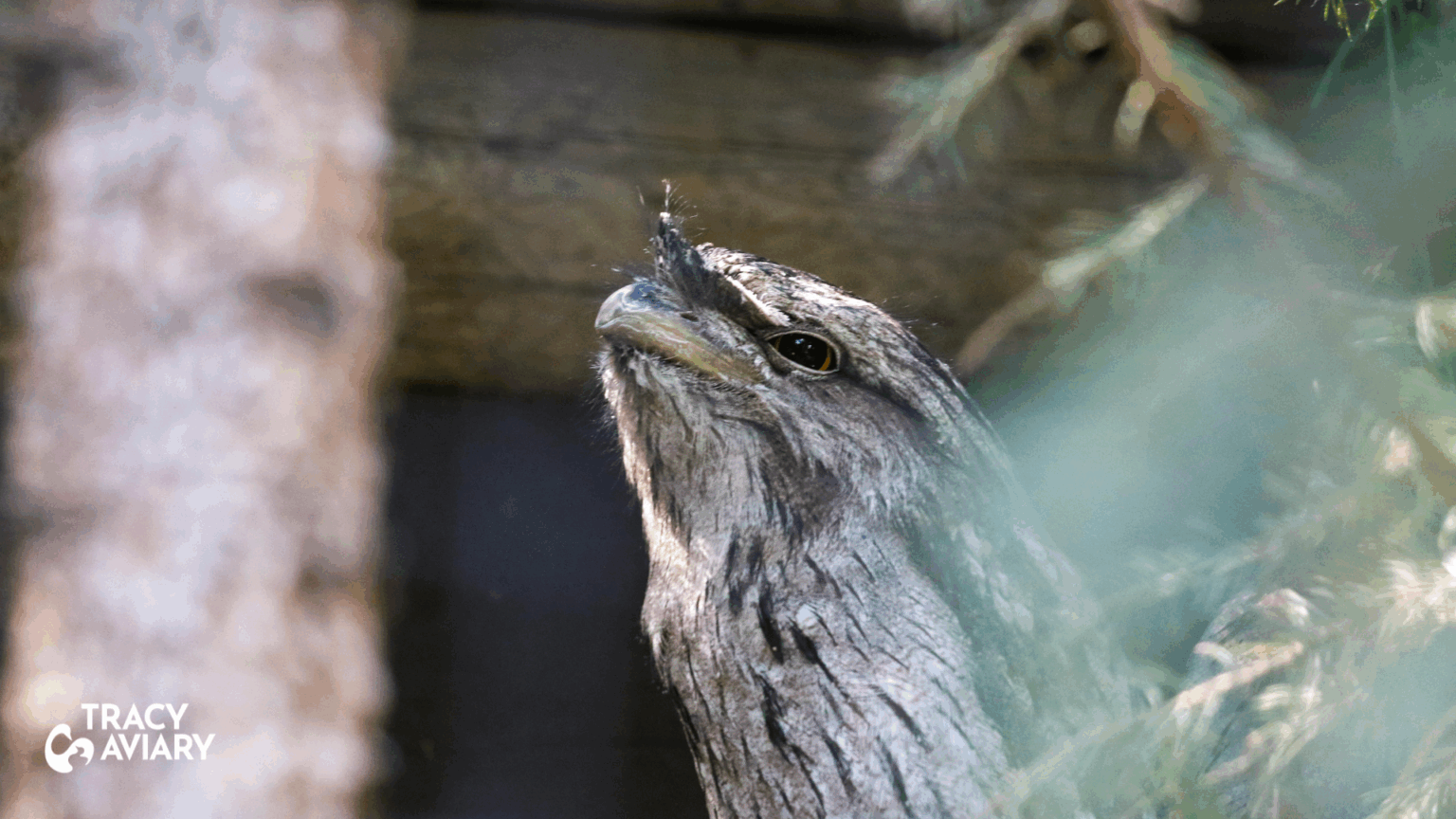 Tracy Aviary Wallpaper - Tracy Aviary