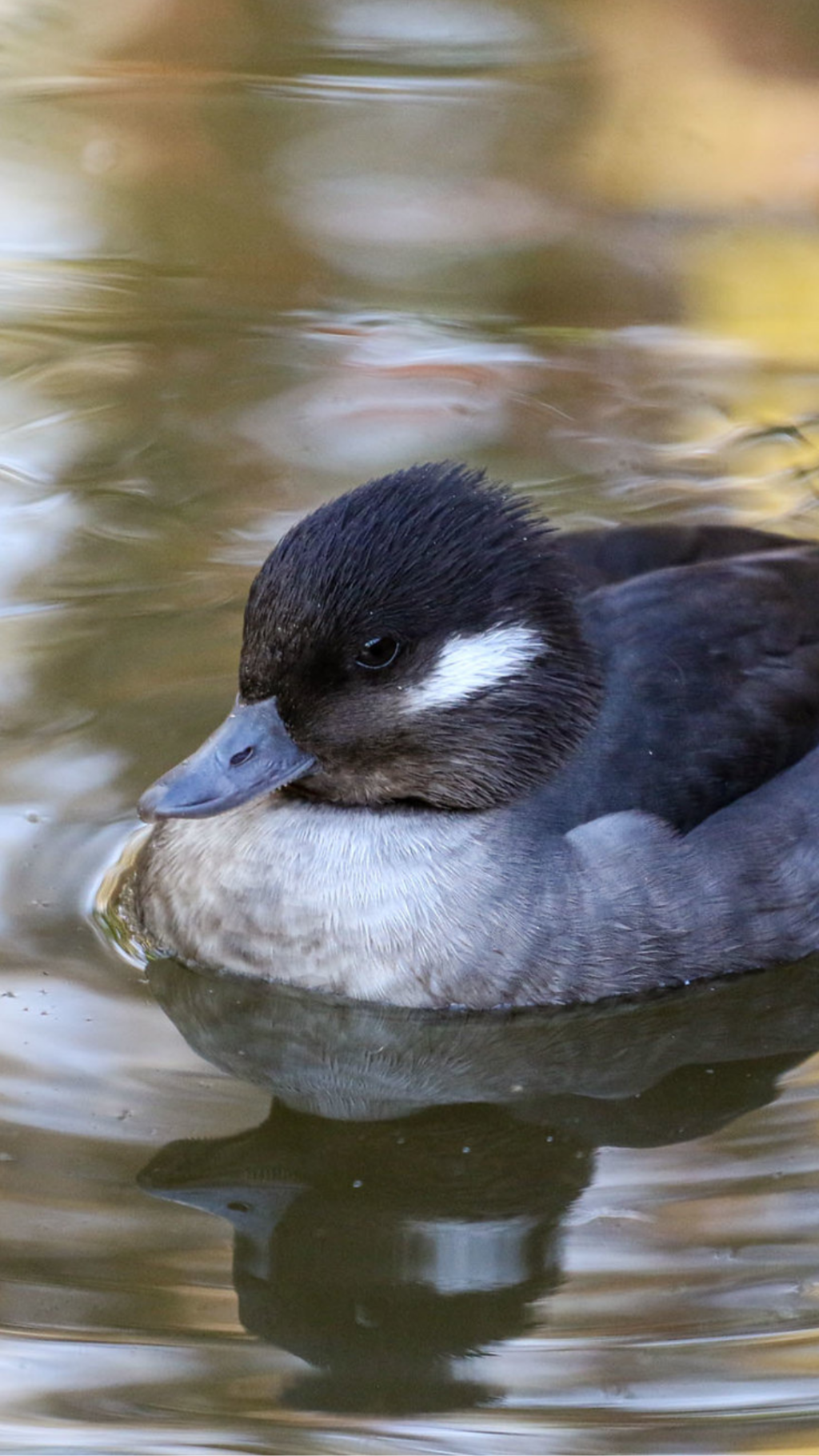 Tracy Aviary Wallpaper - Tracy Aviary