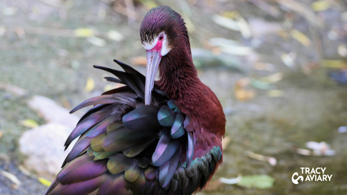 Tracy Aviary Wallpaper - Tracy Aviary