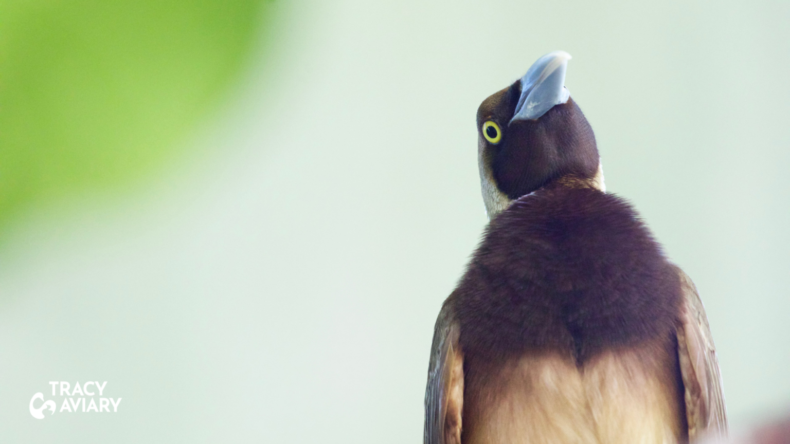 Tracy Aviary Wallpaper - Tracy Aviary