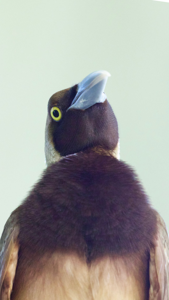 Tracy Aviary Wallpaper - Tracy Aviary