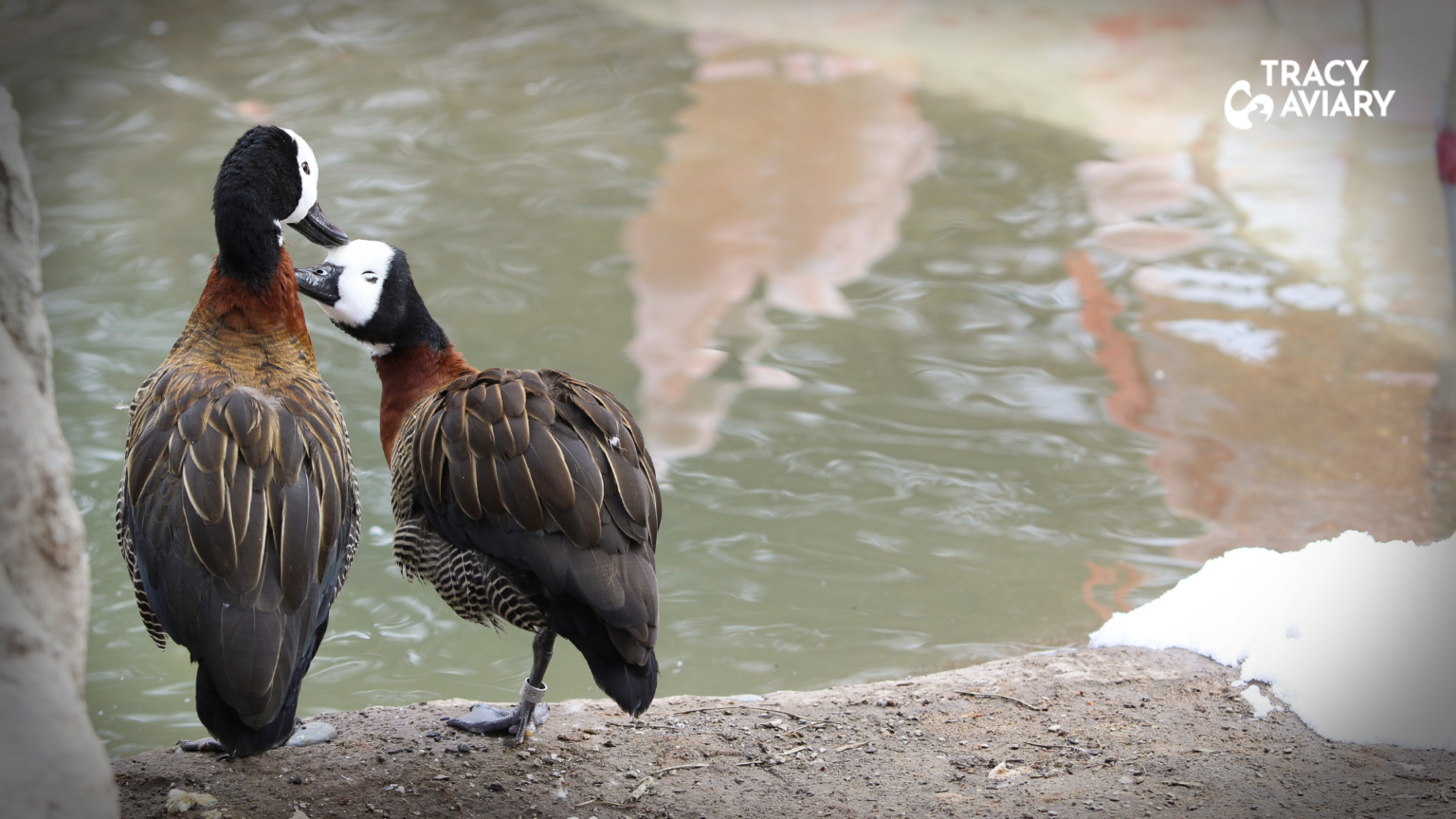 Tracy Aviary Wallpaper - Tracy Aviary
