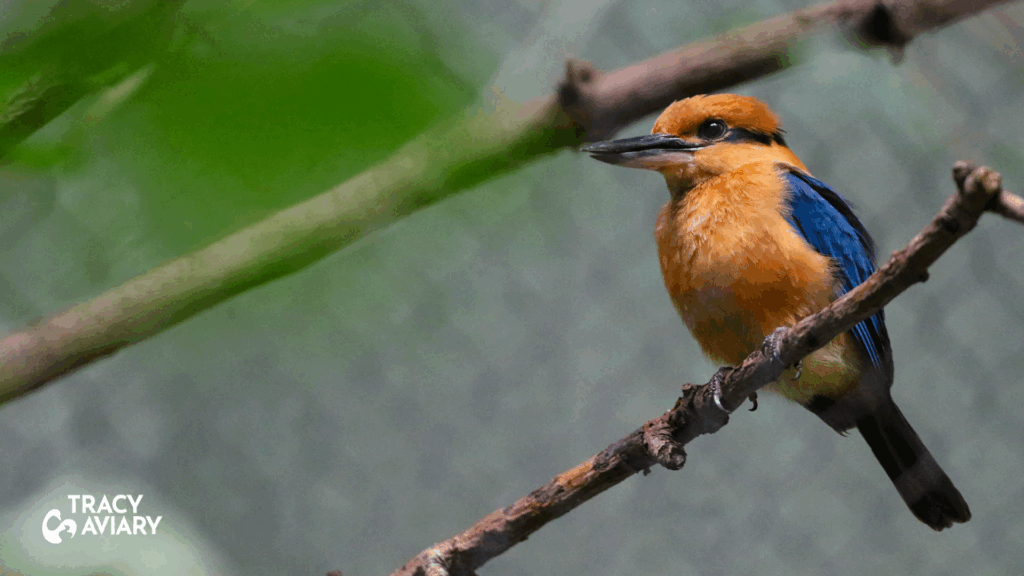 Tracy Aviary Wallpaper - Tracy Aviary