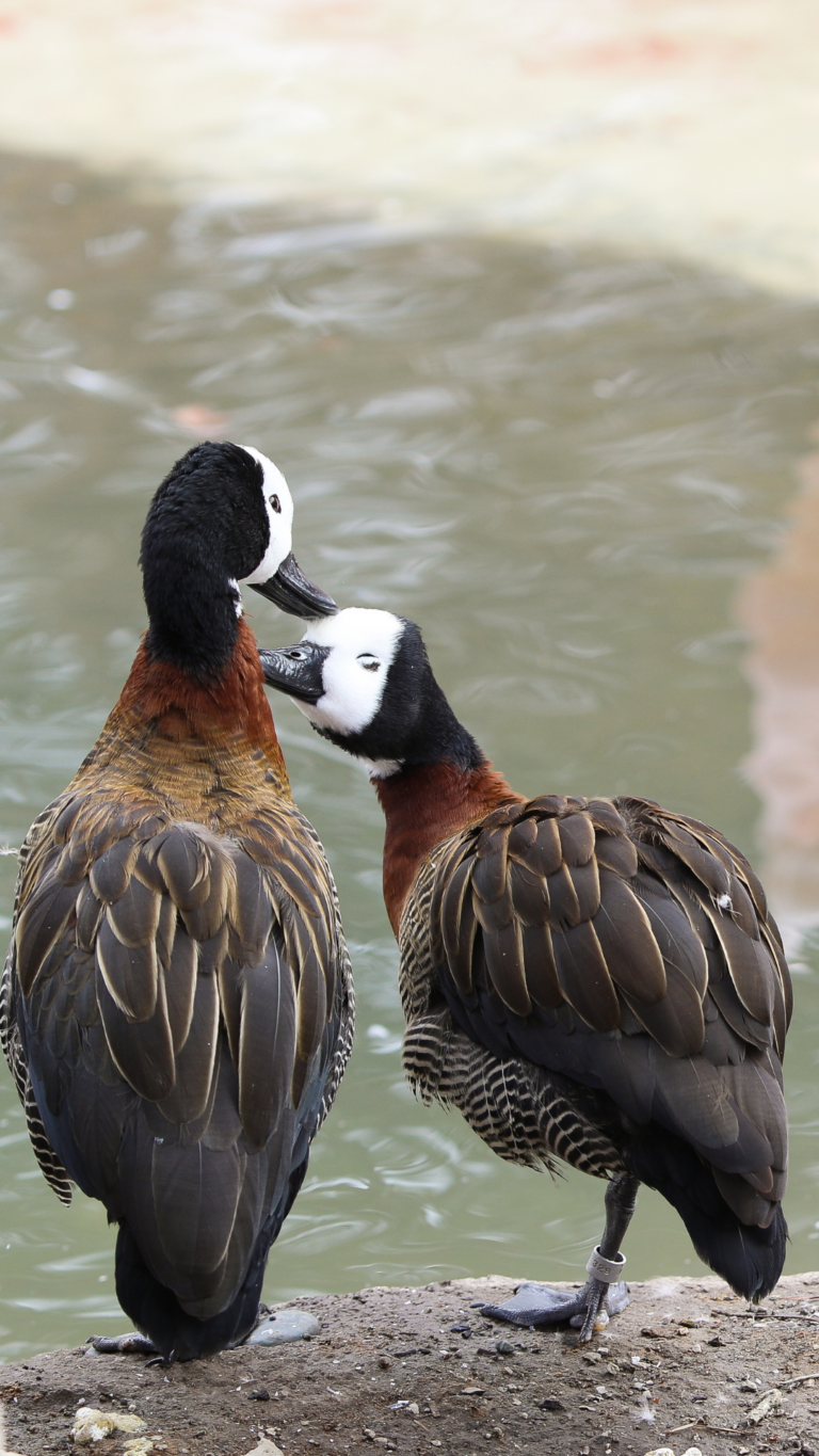 Tracy Aviary Wallpaper - Tracy Aviary