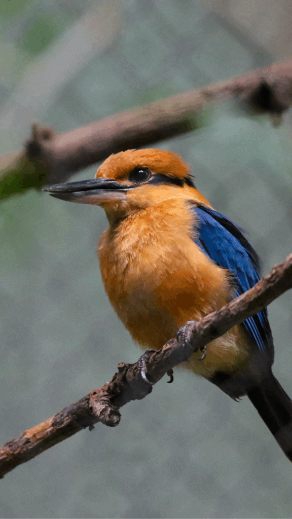 Tracy Aviary Wallpaper - Tracy Aviary